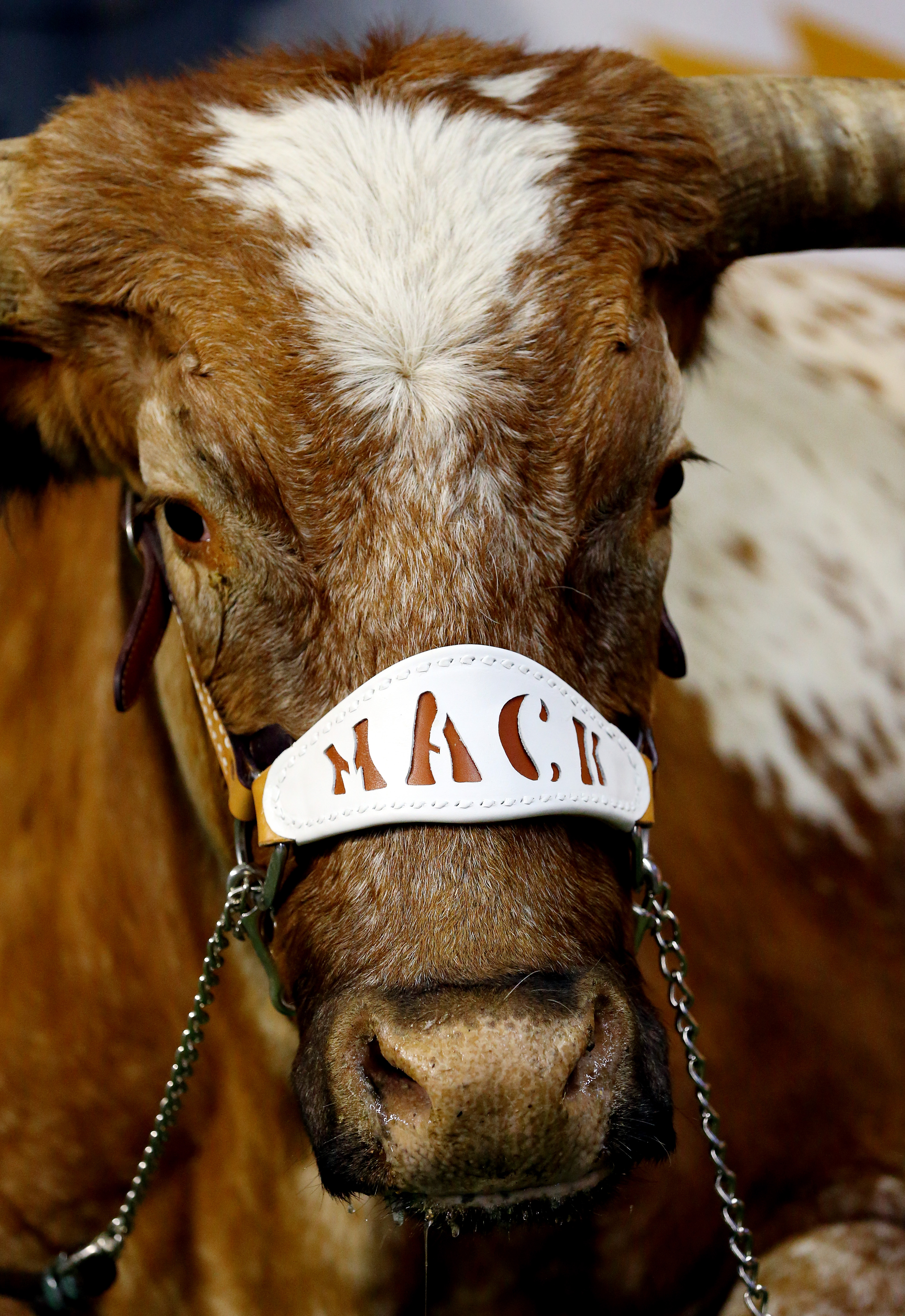 Texas Longhorn Mascot Bevo XIV Dead: 5 Fast Facts
