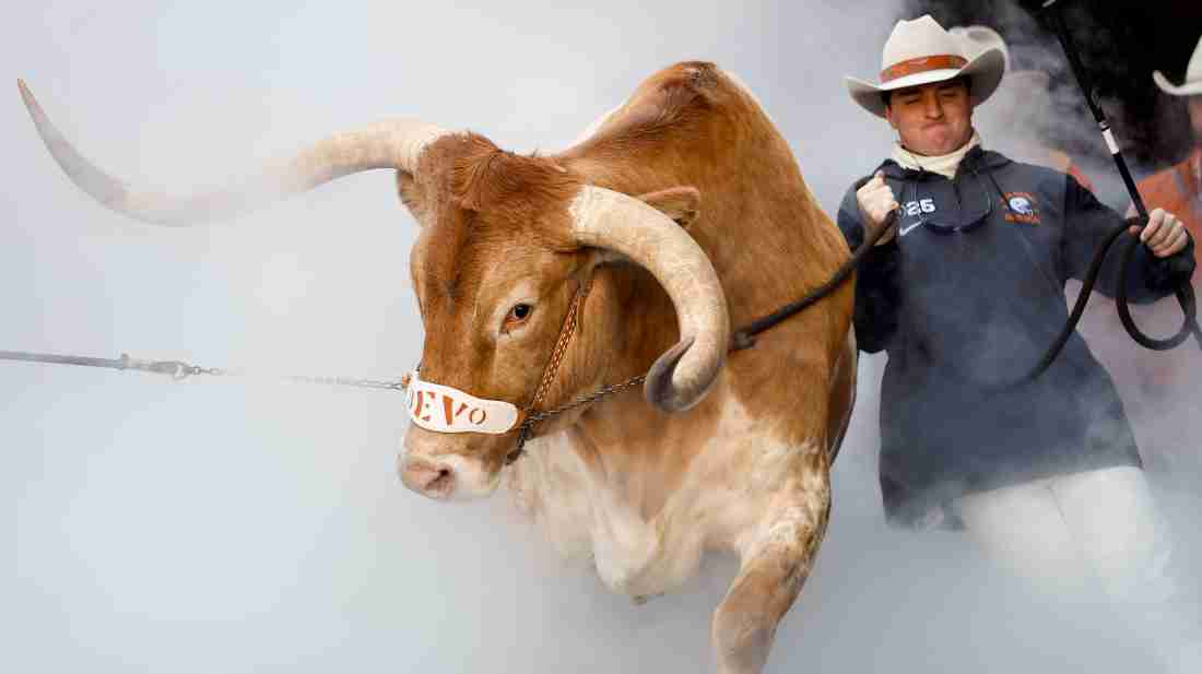 Where Is Bevo? Was He Banned from the Ohio State Game?
