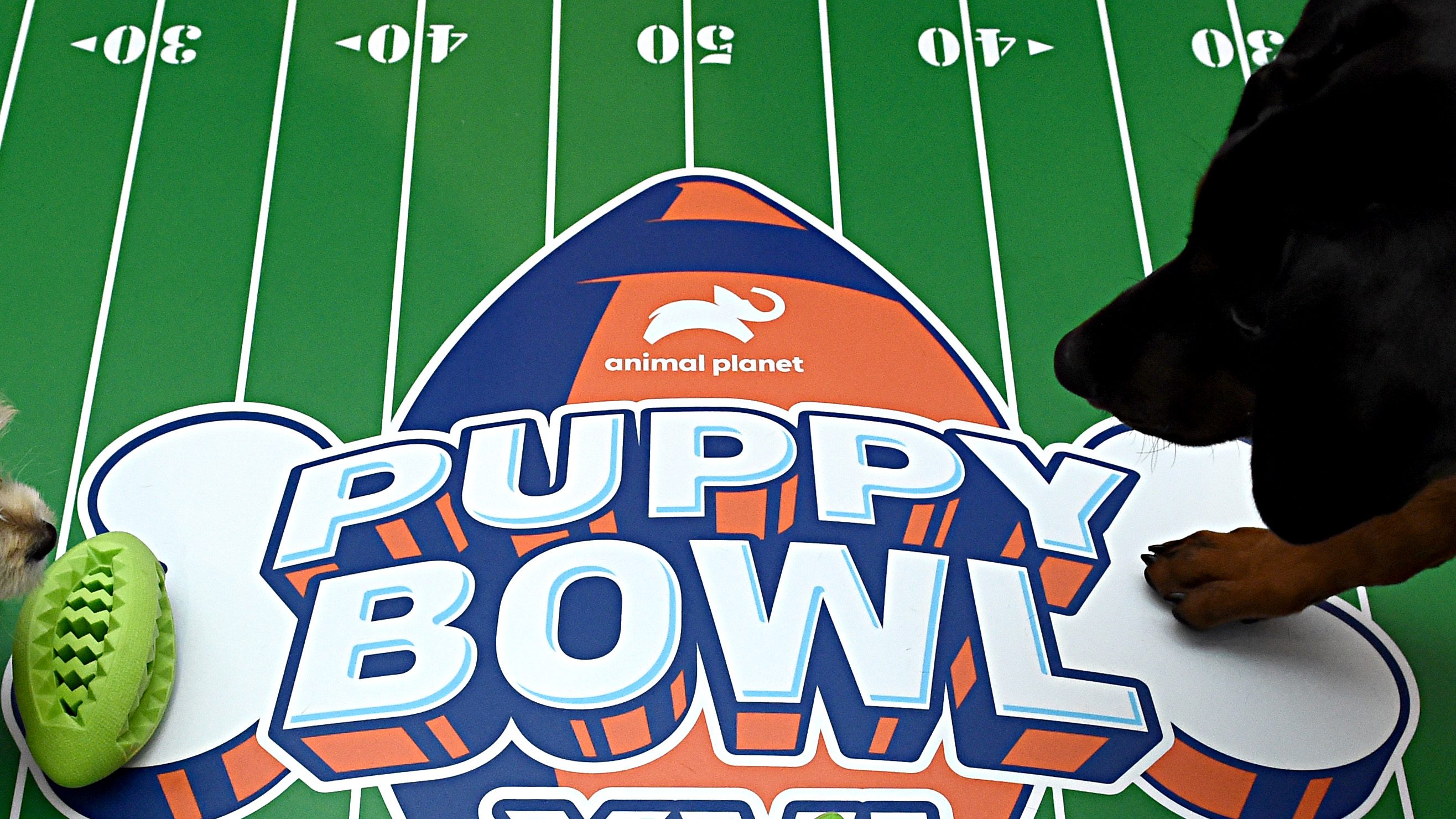 Inside the Tragic Loss of Puppy Bowl 2026’s Most Inspiring Pup, Teigan